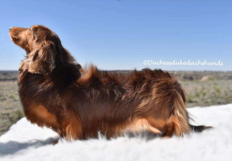 Sires | Duchess & Duke Dachshunds LLC