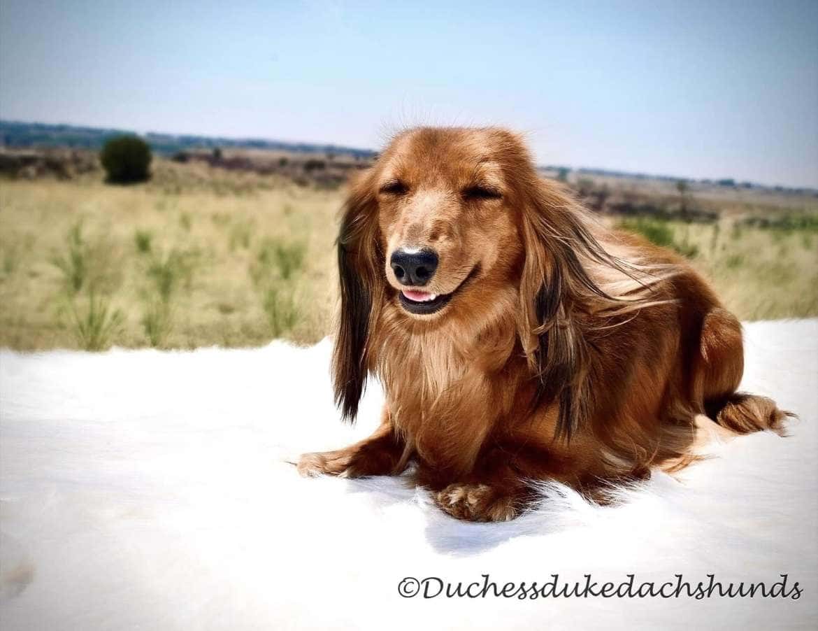 Dams | Duchess & Duke Dachshunds LLC